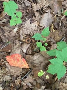Harbinger of Fall 8-20-24 | The Nature Foundation at Wintergreen